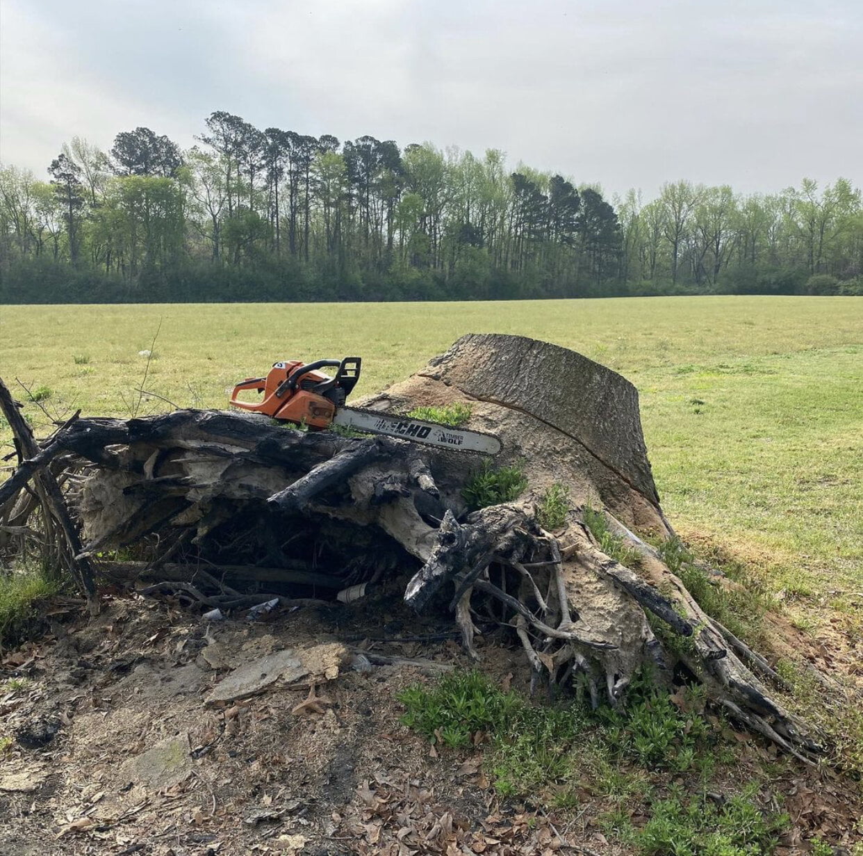 Grinding Massive Stumps in Dunn NC - Huge Stumps Ground in Dunn, NC