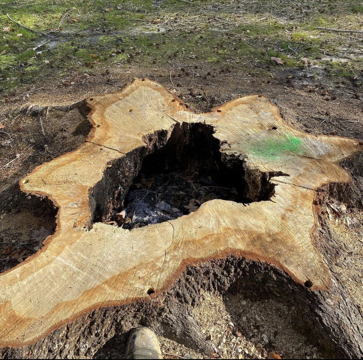 Johnston County Stump Grinding Project - Home Stump Removal