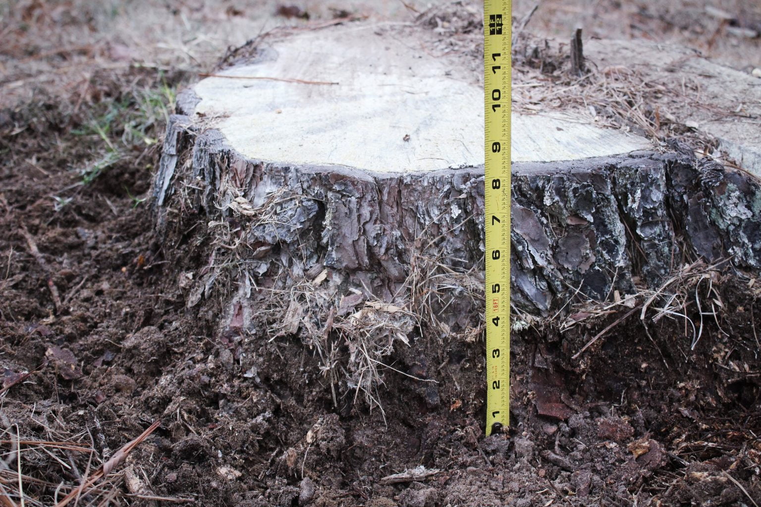 What does stump grinding look like? - Full Circle Grinding