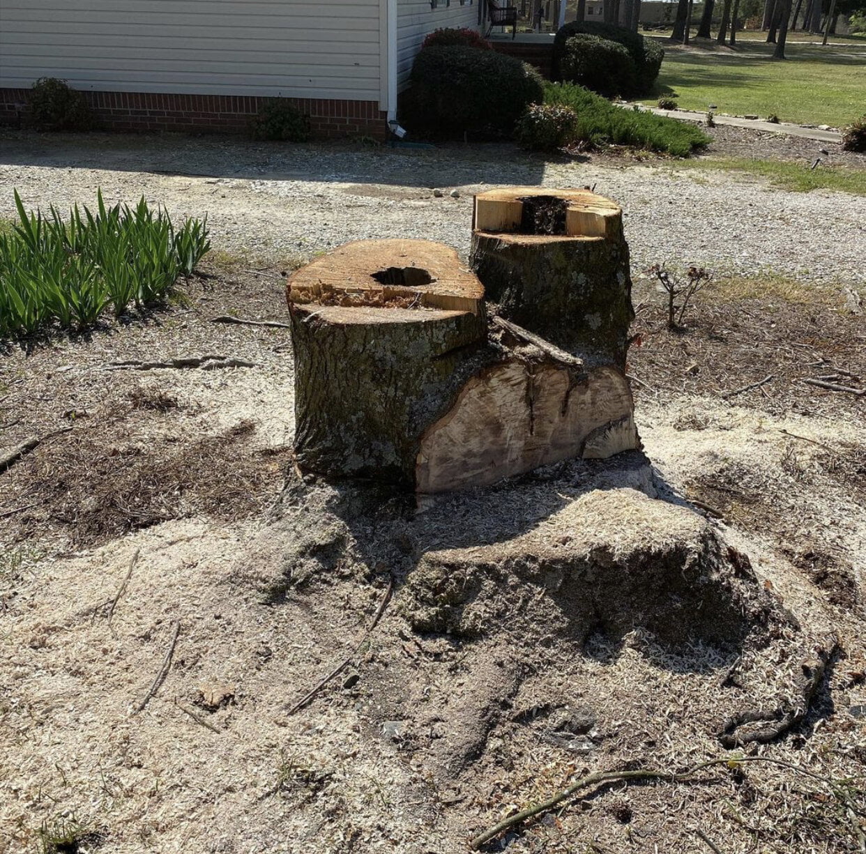 Grinding Massive Stumps in Dunn NC - Huge Stumps Ground in Dunn, NC